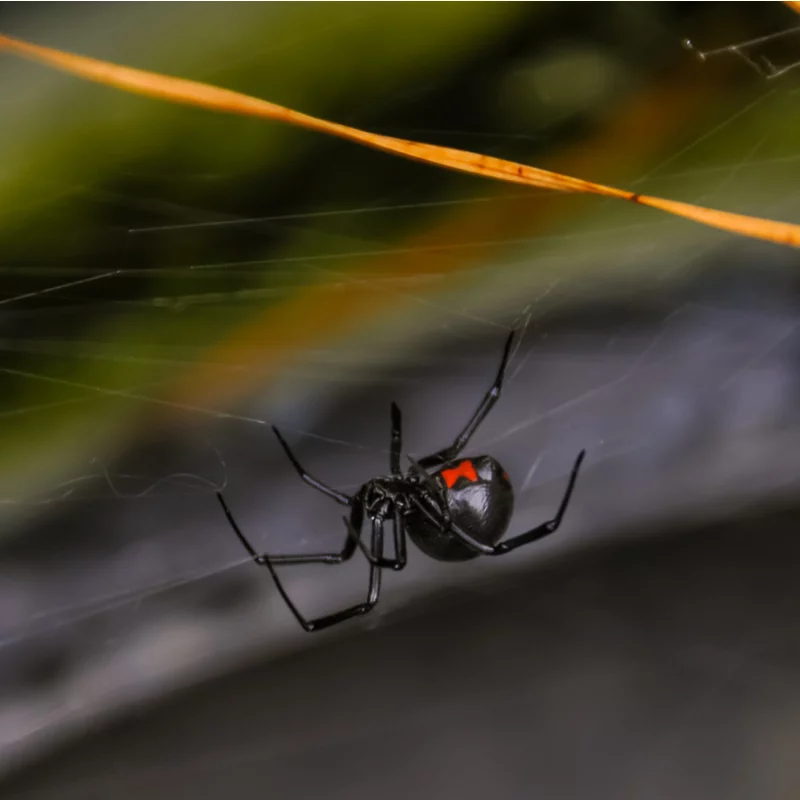 Five Hair Raising Spiders | Harvest Lawn Care