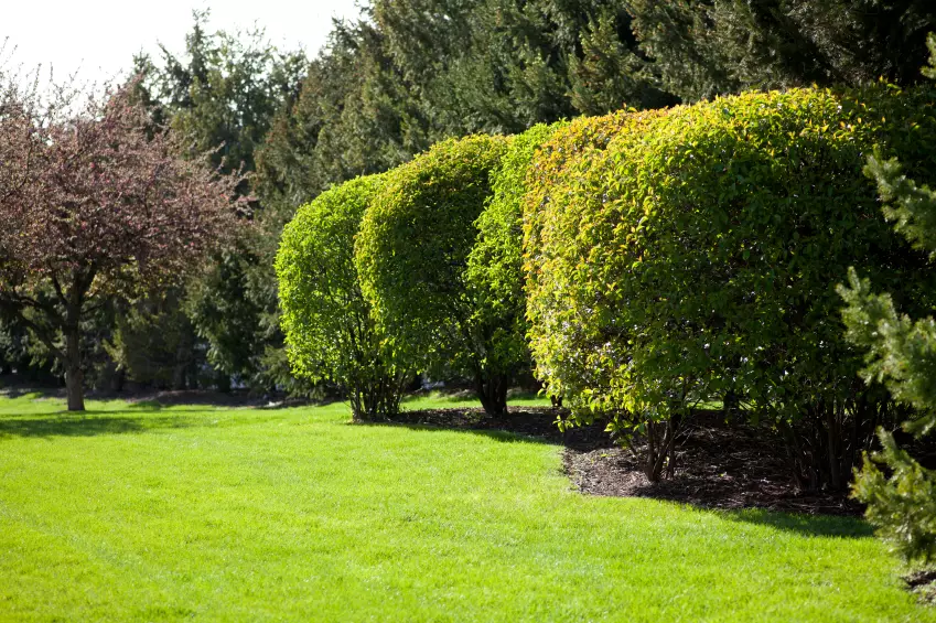 How to Build Privacy with Evergreen Trees | Harvest Lawn Care